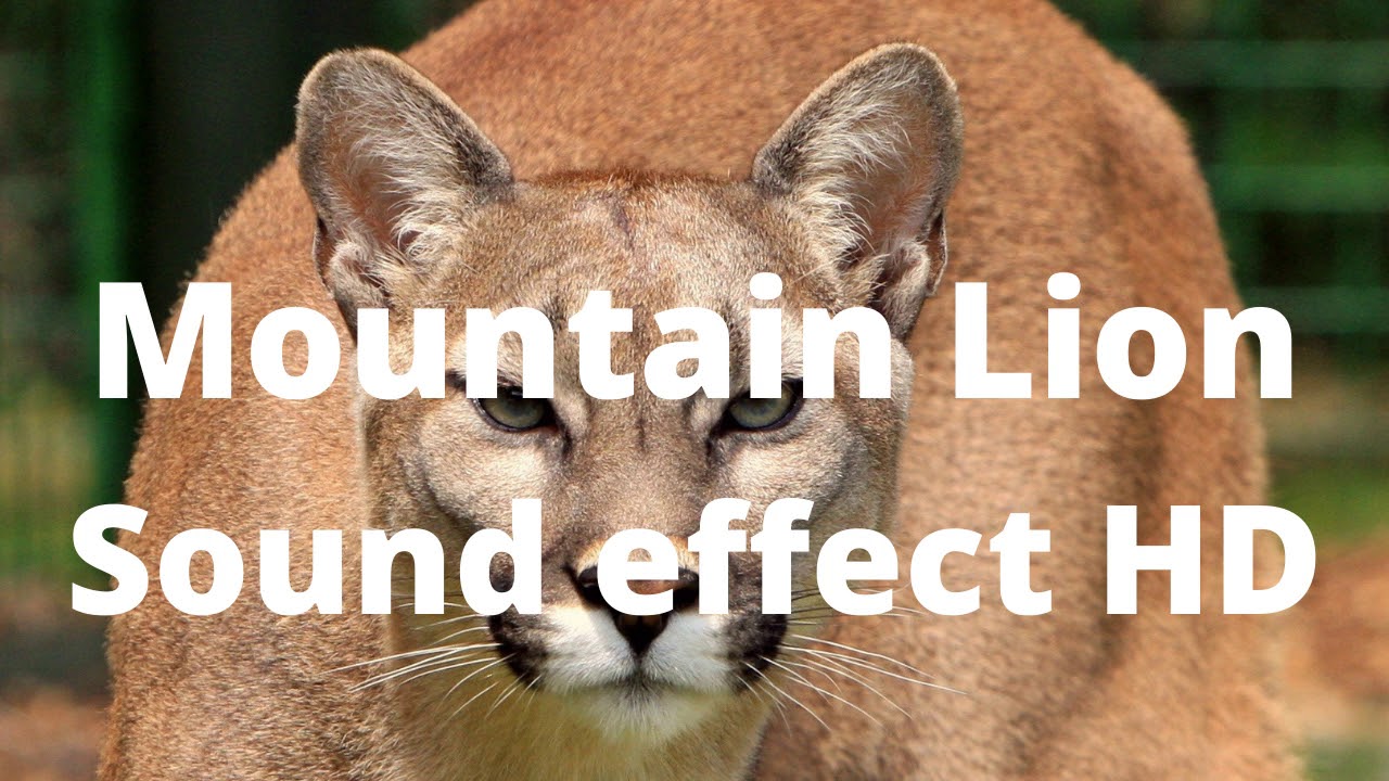 Mountain Lion Sound effect HD - YouTube