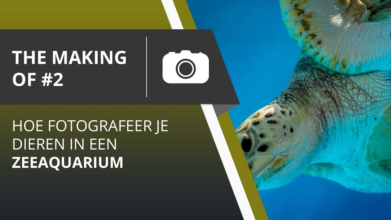 Hoe fotografeer je dieren in een zeeaquarium the making of #2 - YouTube