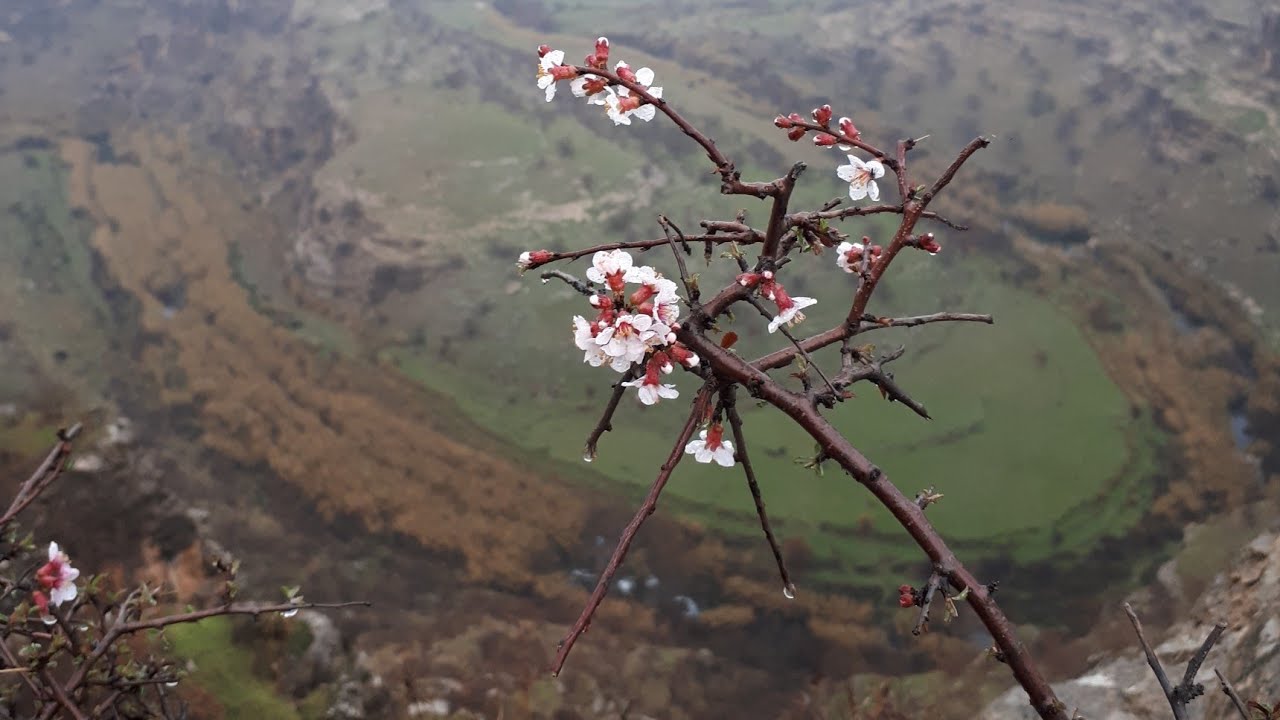 DENGÊ ZERDESHT - YouTube