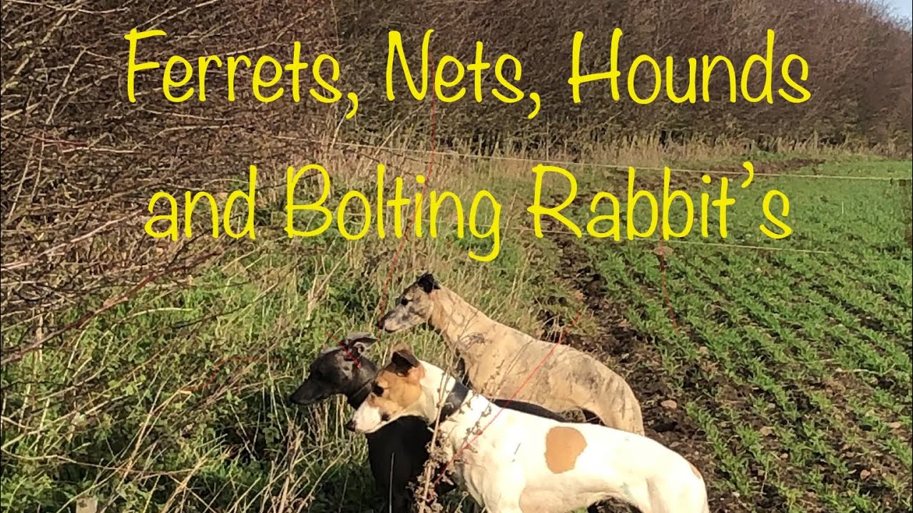Ferrets, Nets, Hounds and Bolting Rabbits. Ferreting, Hunting, Whippets ...