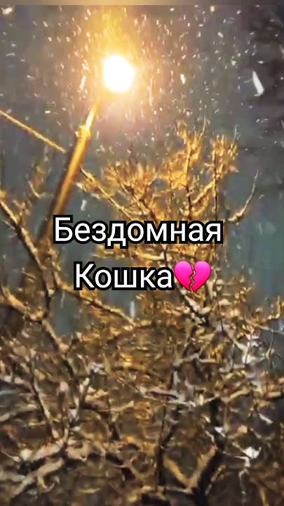 Бездомная Кошка Youtube