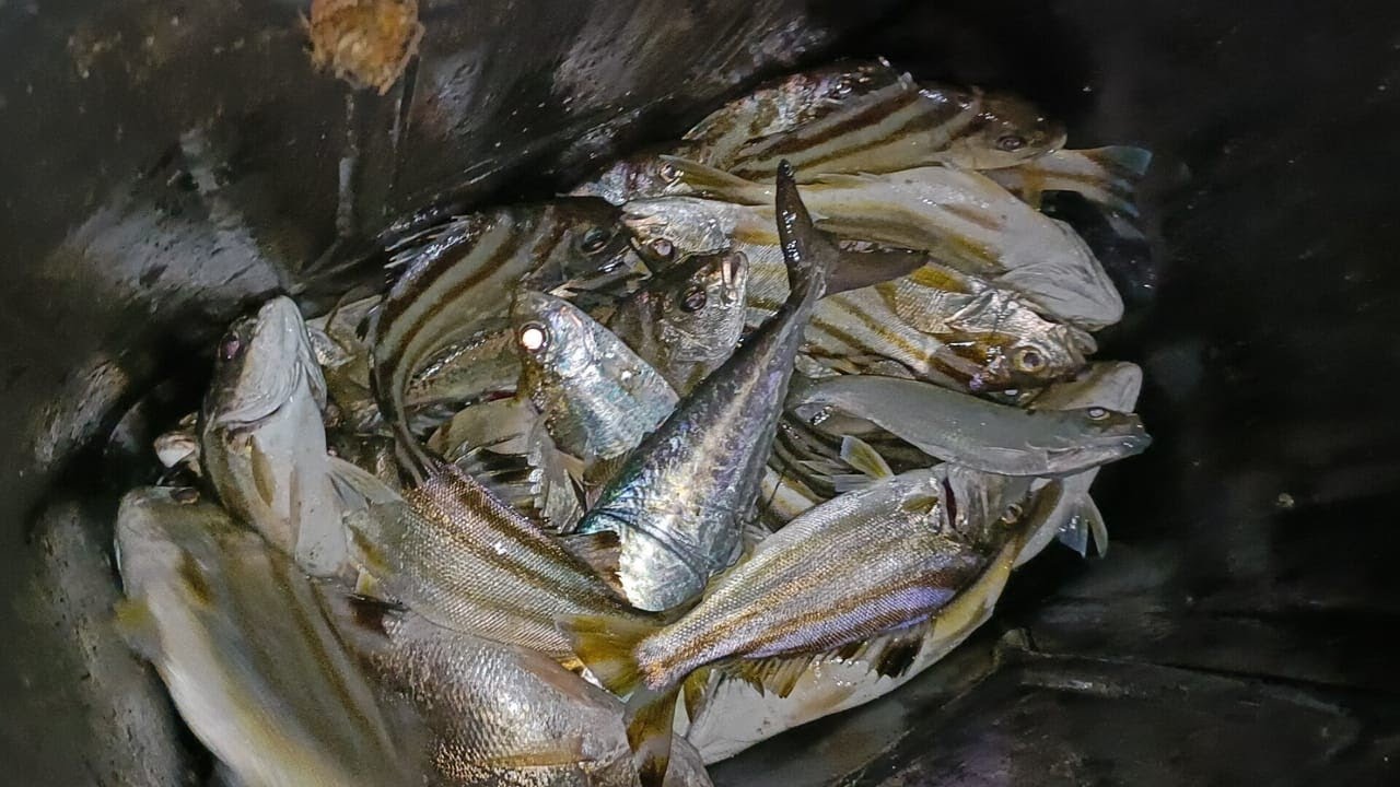 சத்தம் போடும் மீன் கேள்வி பட்டுருக்கிங்களா?|Have you ever heard of a ...