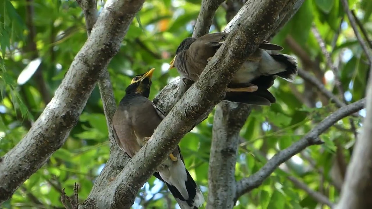 Baby mynah just learning to fly still begs for food from mother - YouTube