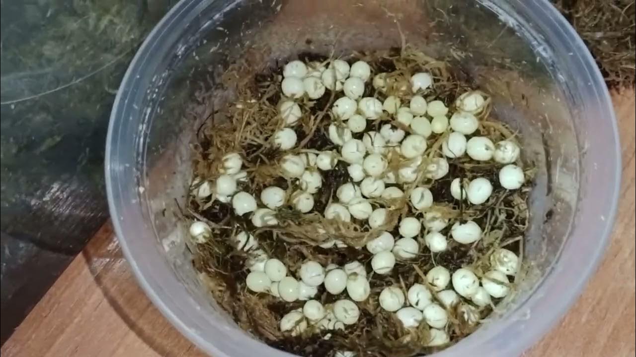 обноружила ещё яйца у улитки - YouTube