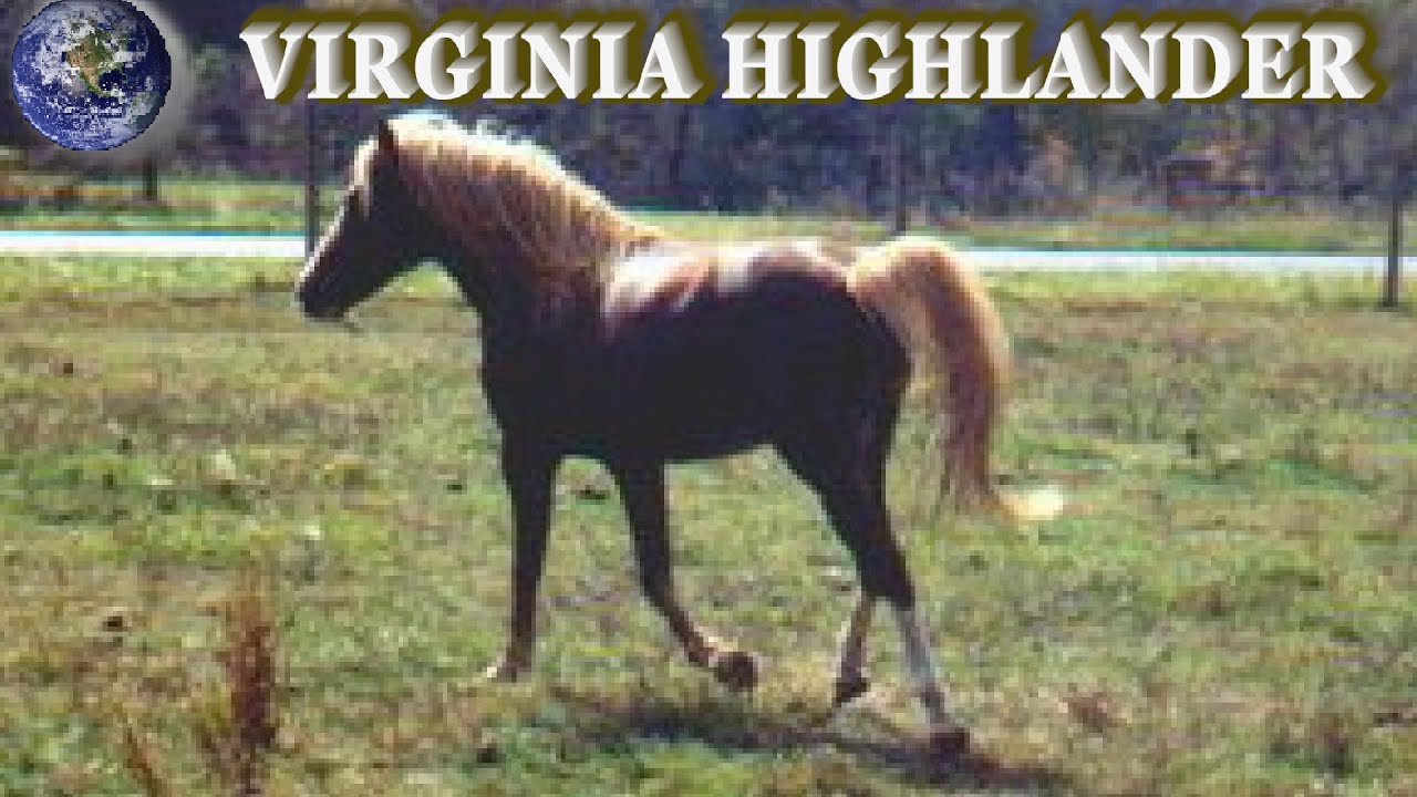 TOP Beautiful Virginia Highlander Horse in the World! - YouTube