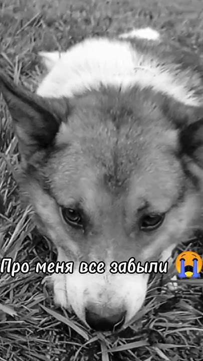 Фильм про то что надо любить двоих питомцев дворняжка топ актив