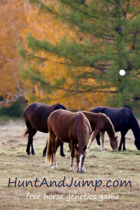 Create your dream horse with the horse genetics game - YouTube