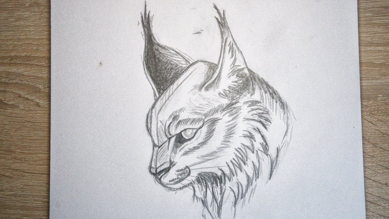 Lynx • How to draw a lynx • pencil drawing • NiposArt - YouTube
