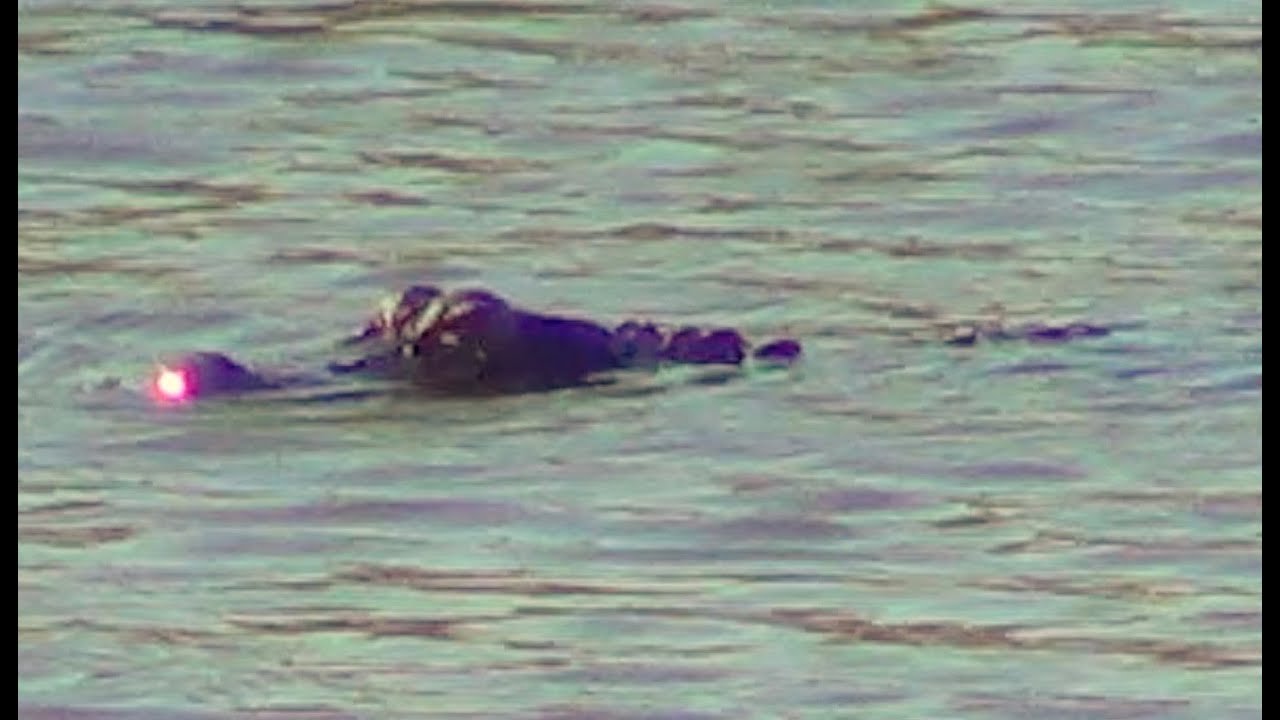3ft Alligator Social distancing - YouTube