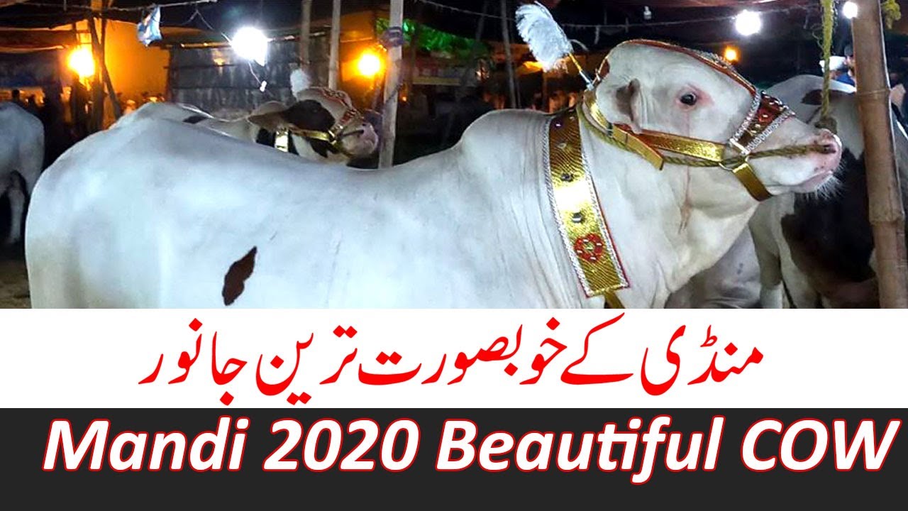 Mandi Beautiful Cow 2020 | Latest Mandi Update 2020 - Animal ...
