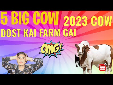 DOST KAI CATTLE FARM GAI | BIG COW 2023 | VLOG 82 | Abdul Rehman Vlogs ...