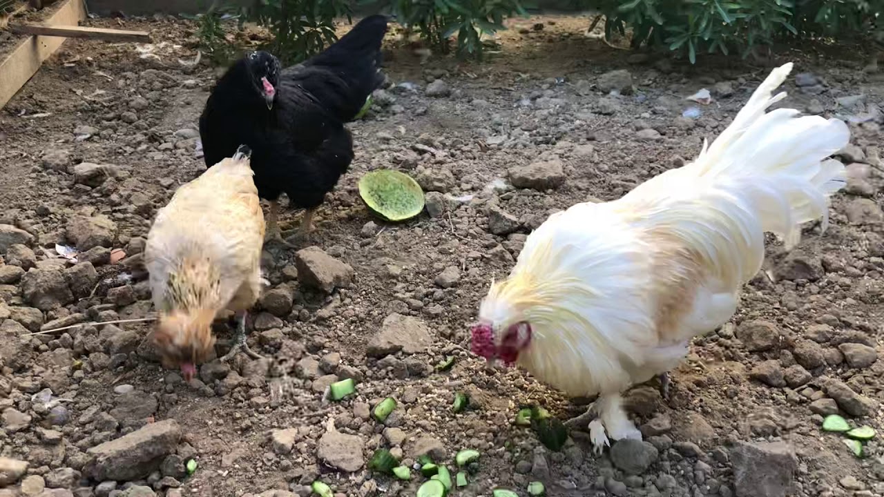 Dinosaur Relatives Eating Slimy Cucumber in Iraq - YouTube