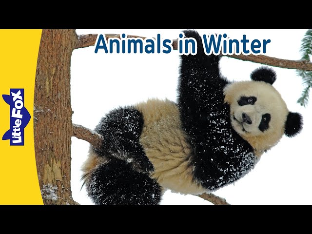 Animals in Winter: How Pandas, Grizzly Bears, Groundhogs & Whales ...