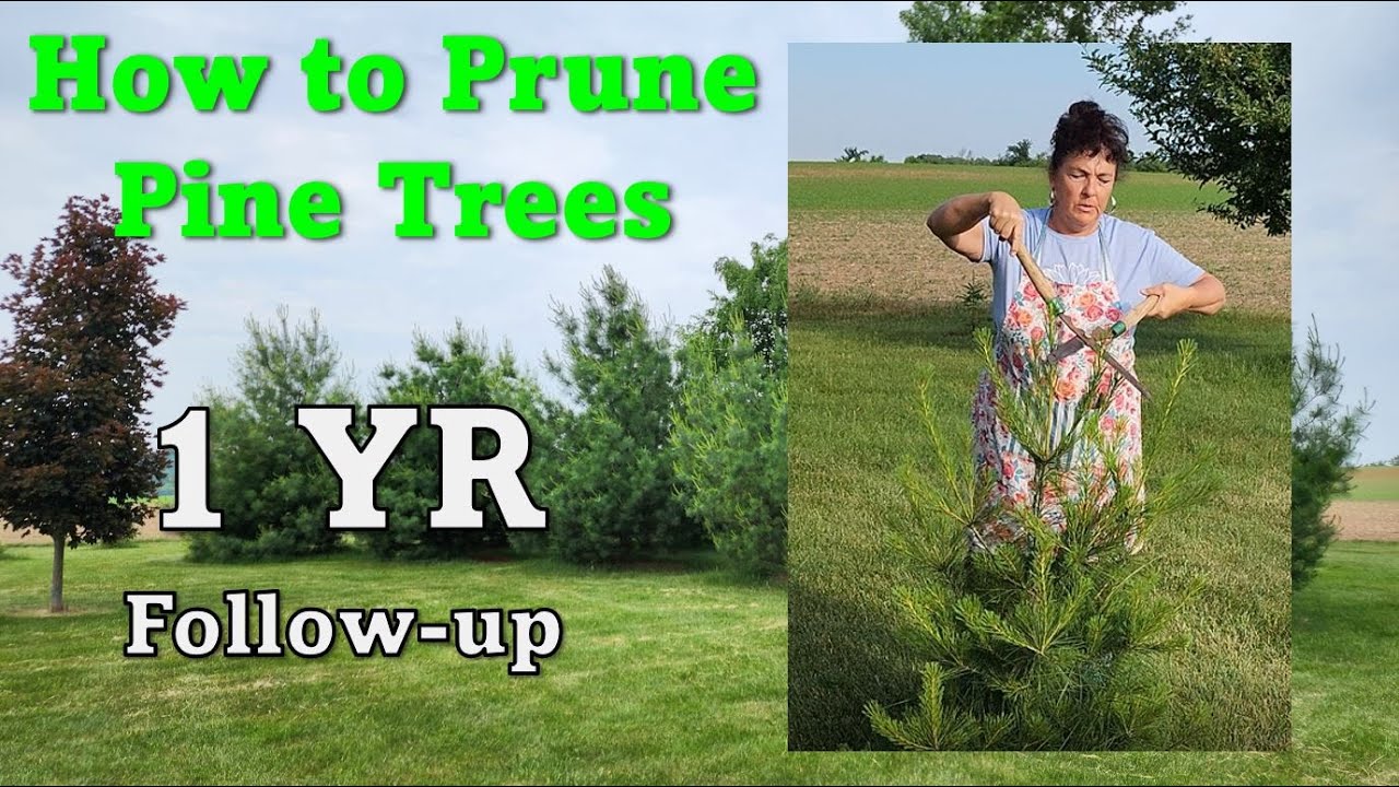 🌿2 of 2 How to Prune Pine Trees (RESULTS 1 yr) #gardening #pruning #trees #zone4 #zone4gardening ...