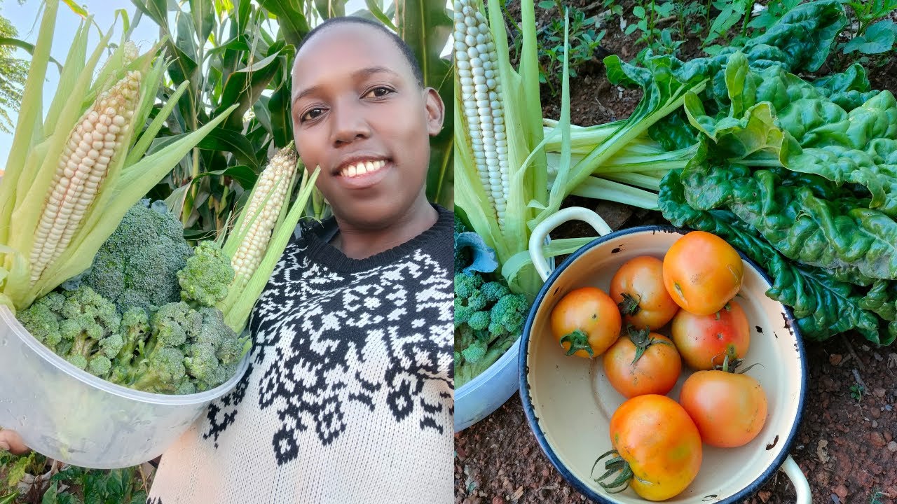 A SMALL HARVEST IN A BACKYARD ORGANIC GARDENING|| A LITTLE GOES A LONG ...