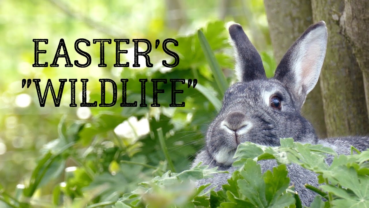 # 10 - EASTER'S 🐣 "Wildlife" ANIMALS 🐰with festive MUSIC #easter # ...