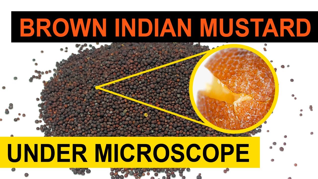 Brown Indian Mustard Seed Magnified Under Microscope | Indian Spices ...