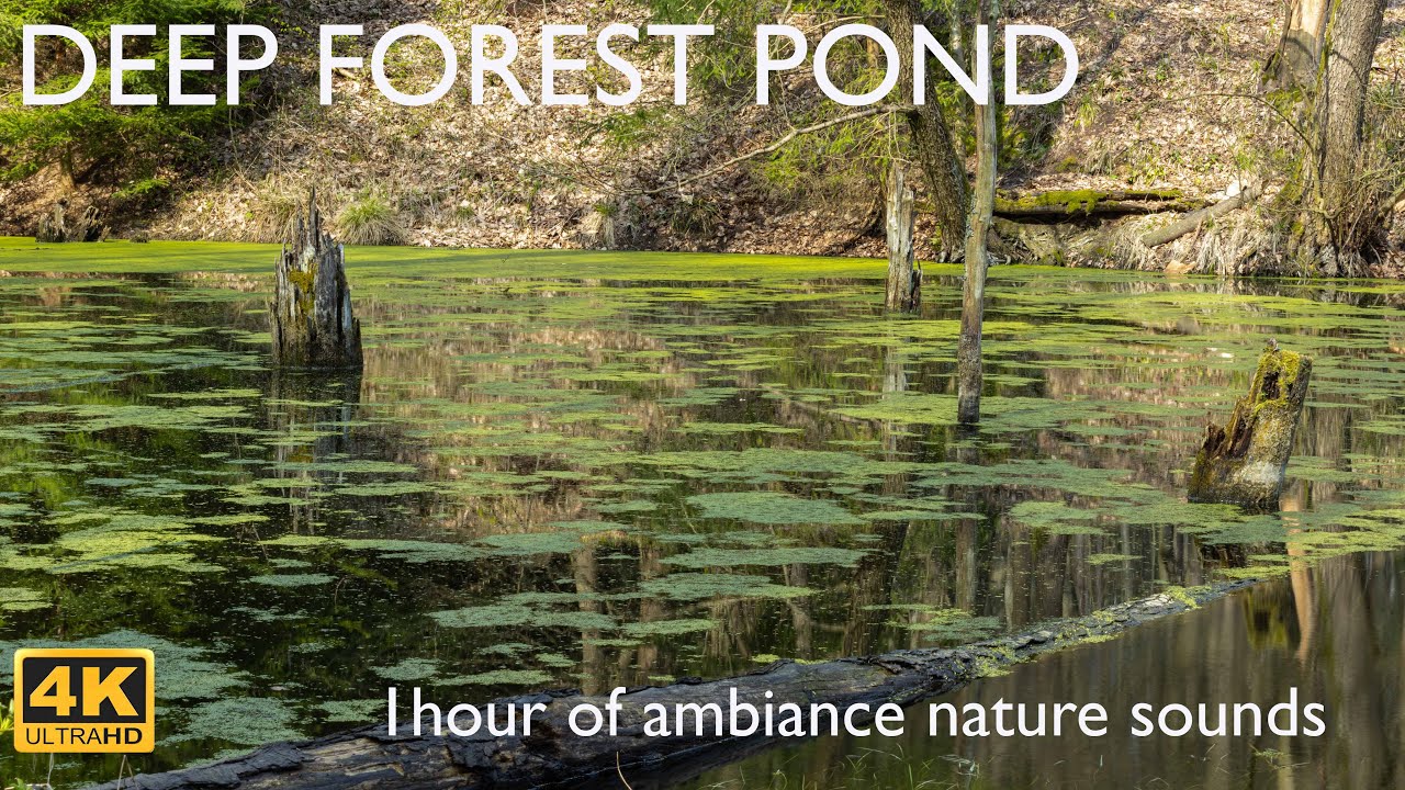 Deep Forest Pond I Birdsong and Nature Sounds for Relaxation - 4K ...