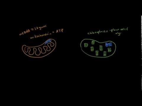 Extranuclear Inheritance Part 1 - YouTube