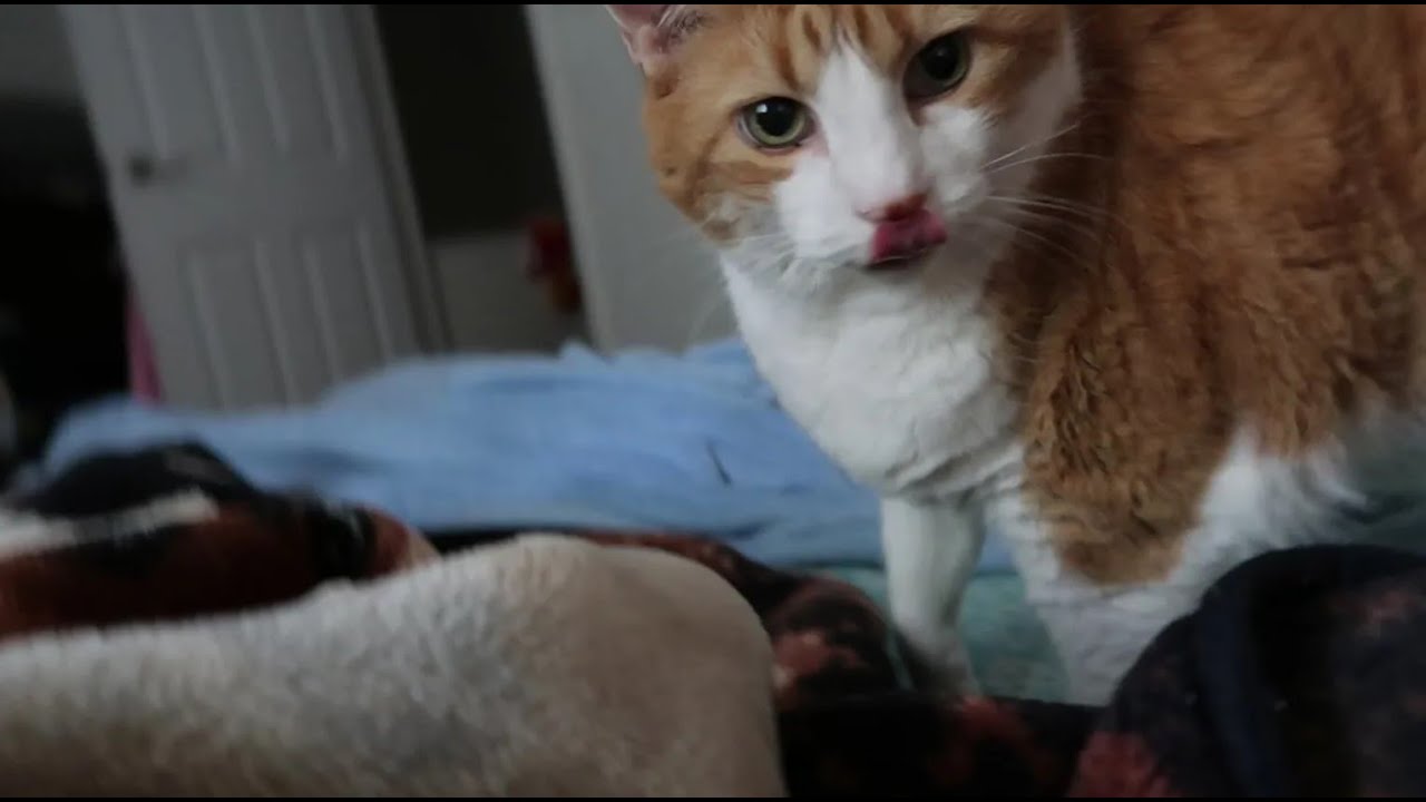 Rapid Fire Kneading Meows In The Morning - YouTube