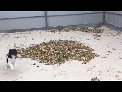 Adorable Amelia - YouTube