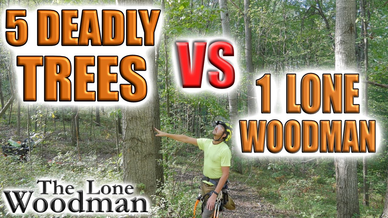 CUTTING DOWN DANGEROUS TREES - YouTube