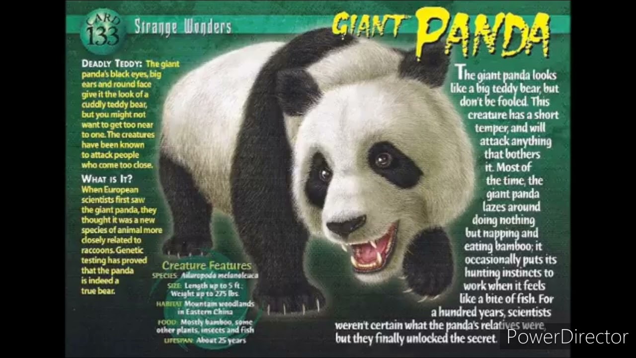 giant panda sound effects - YouTube