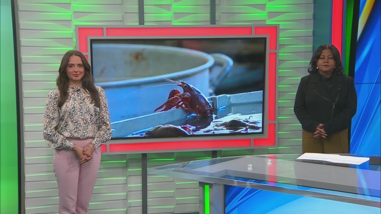 LSU AgCenter predicts good crawfish season - YouTube