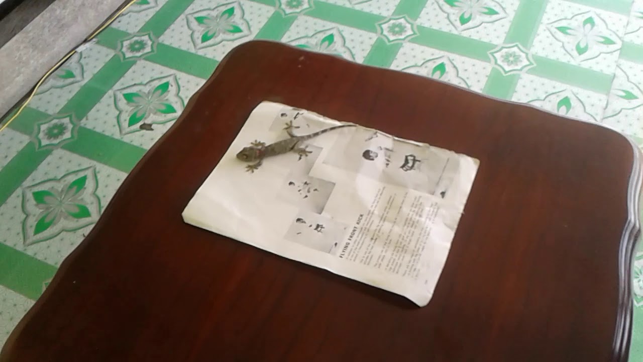 Tokek kena gigit kucing diselamatkan 14.02.2018 - YouTube