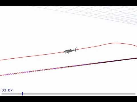 Undulating Swimming Motion in Whale Sharks - YouTube