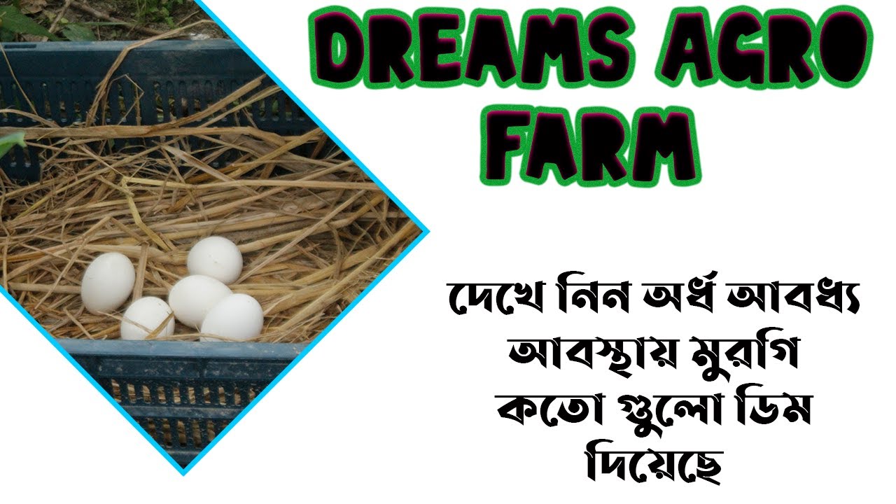 দেখে নিন কিভাবে অর্ধ আবদ্ধ অবস্থায় মুরগি পালন করা হয় #dreams_agro ...