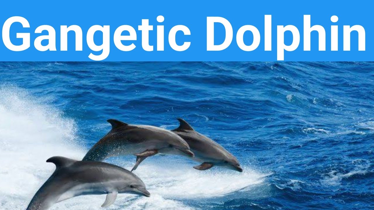 GANGA RIVER DOLPHIN || गंगा नदी डॉलफिन || ( BIODIVERSITY AND ...