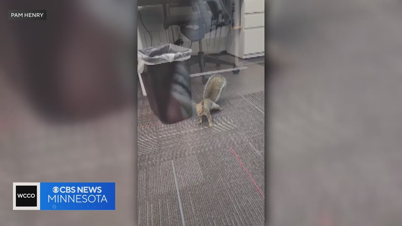 Squirrel runs amok in WCCO's sales office - YouTube