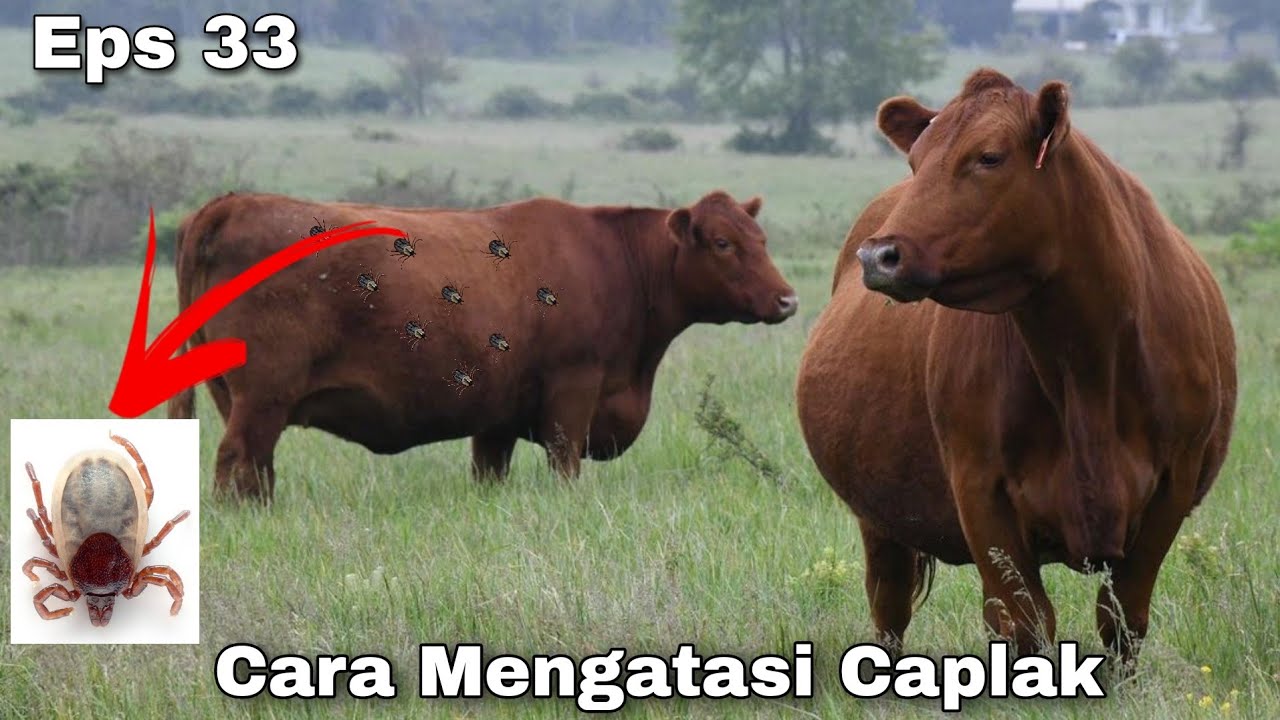 EPS 33 TIPS MENGATASI PENYAKIT CAPLAK PADA SAPI - YouTube
