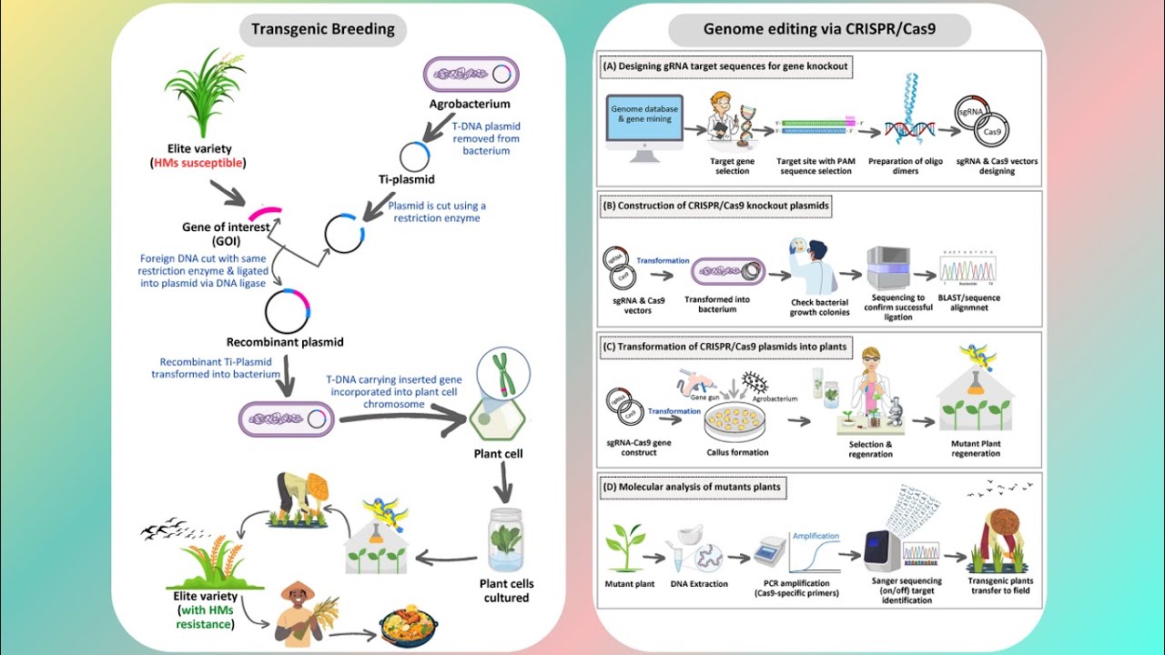 Genome Editing Technology vs Transgenic Technology - YouTube
