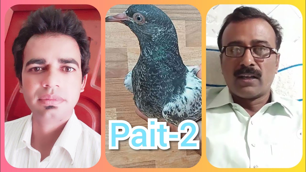 Pait-2 | Ustad Asif Mahmoud Chatha | Ashfaq Nazir | Pakistan Pigeons ...