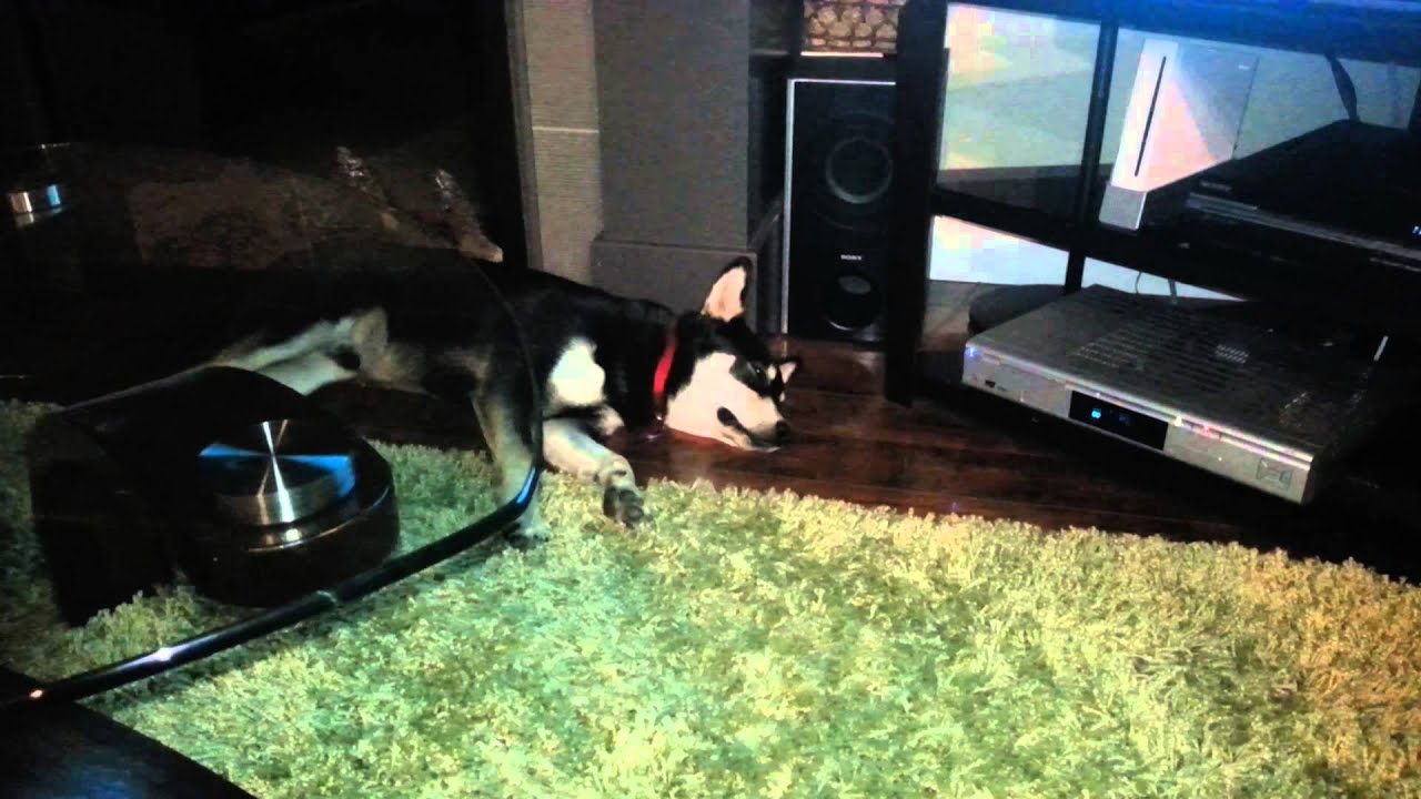 weezy dog - YouTube