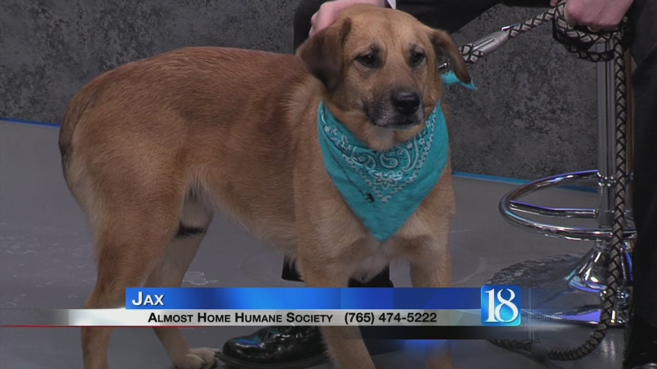 Jax the Dog - YouTube