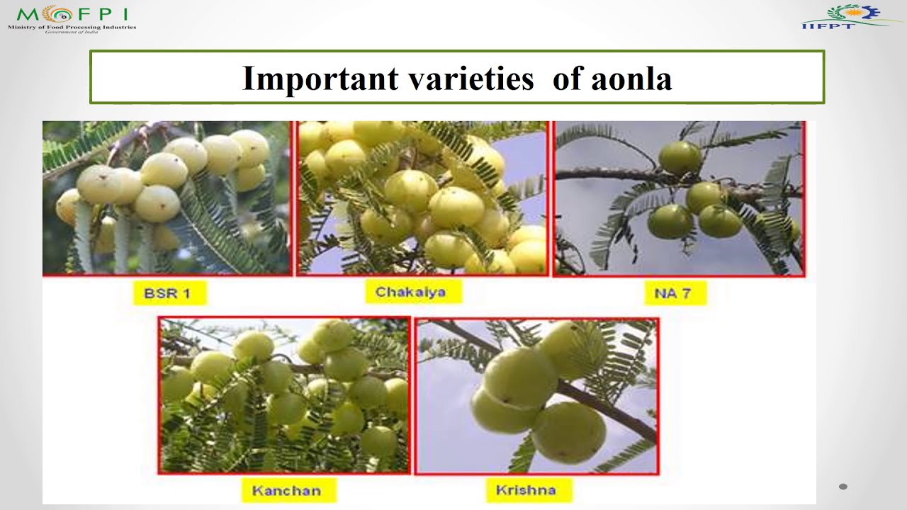 PowerPoint Presentation on Aonla Juice Processing (under PMFME Scheme ...