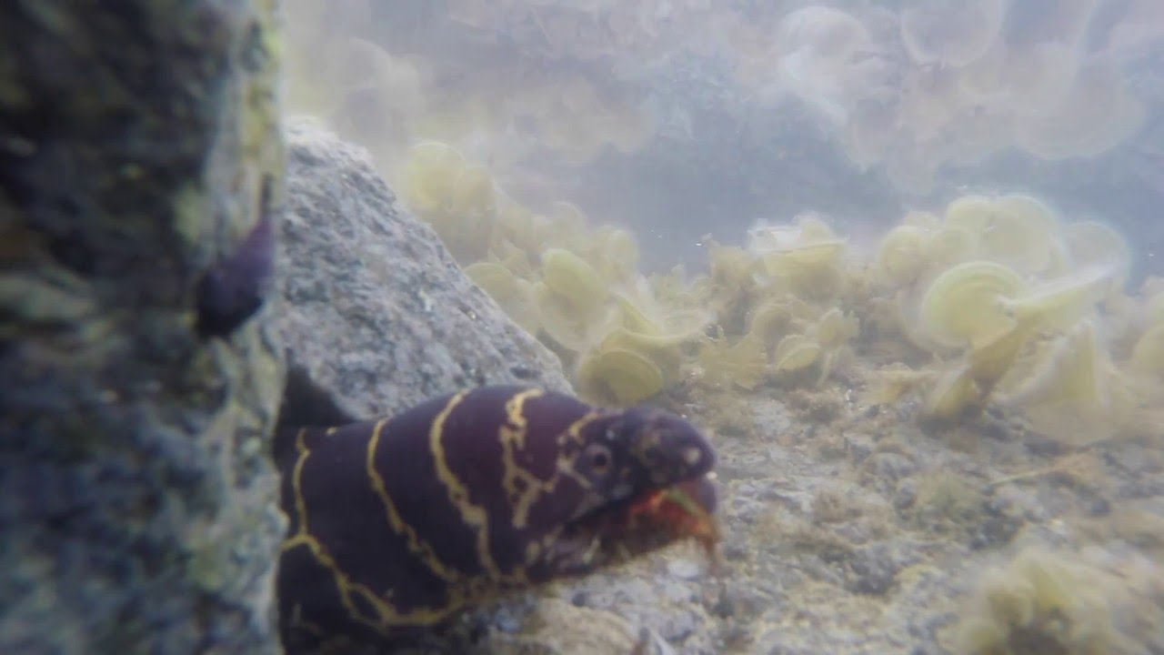 Feeding baby moray eel - Alimentando bebe anguila morena - YouTube