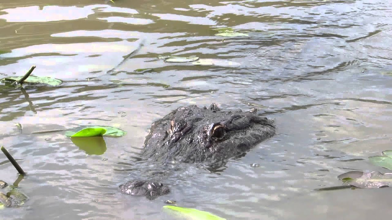Brutus the alligator on swamp tour - YouTube