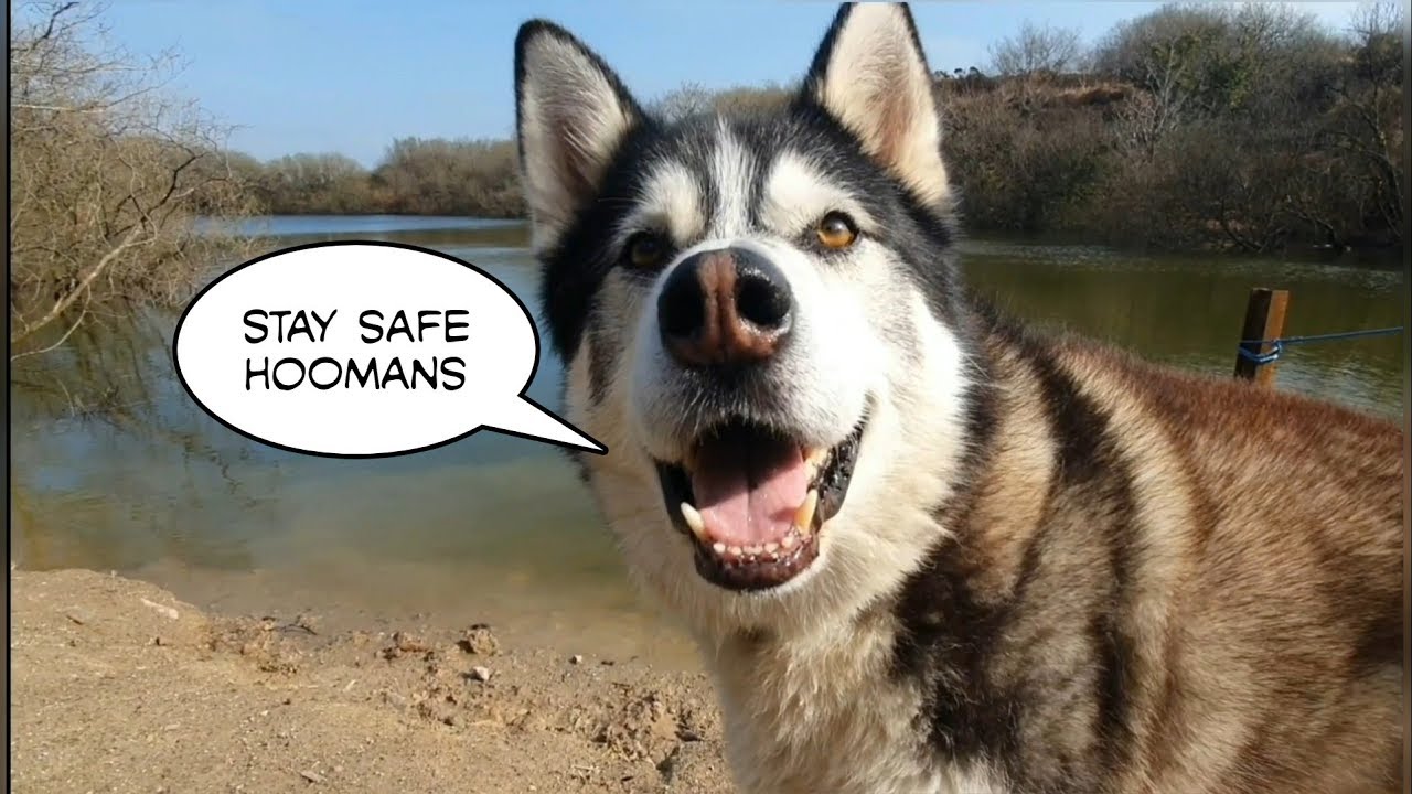 Spending Isolation with the Legend often called Sherpa - PetsBlogLive