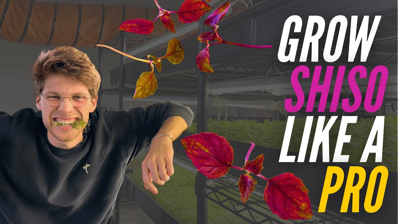 The Secrets to Growing Stunning Japanese Shiso Microgreens - YouTube