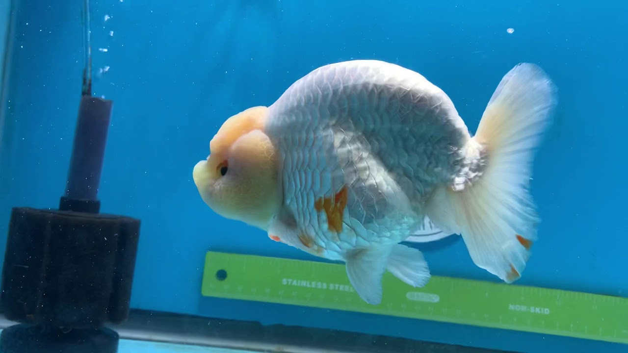 Goldfish Island SKU 0112RAJBW657TA1M1 - YouTube