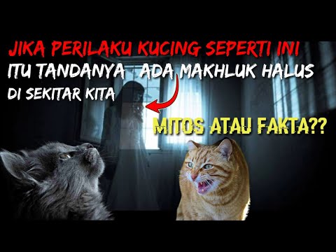 Tanda Kehadiran Makhluk Halus Dari Perilaku Kucing