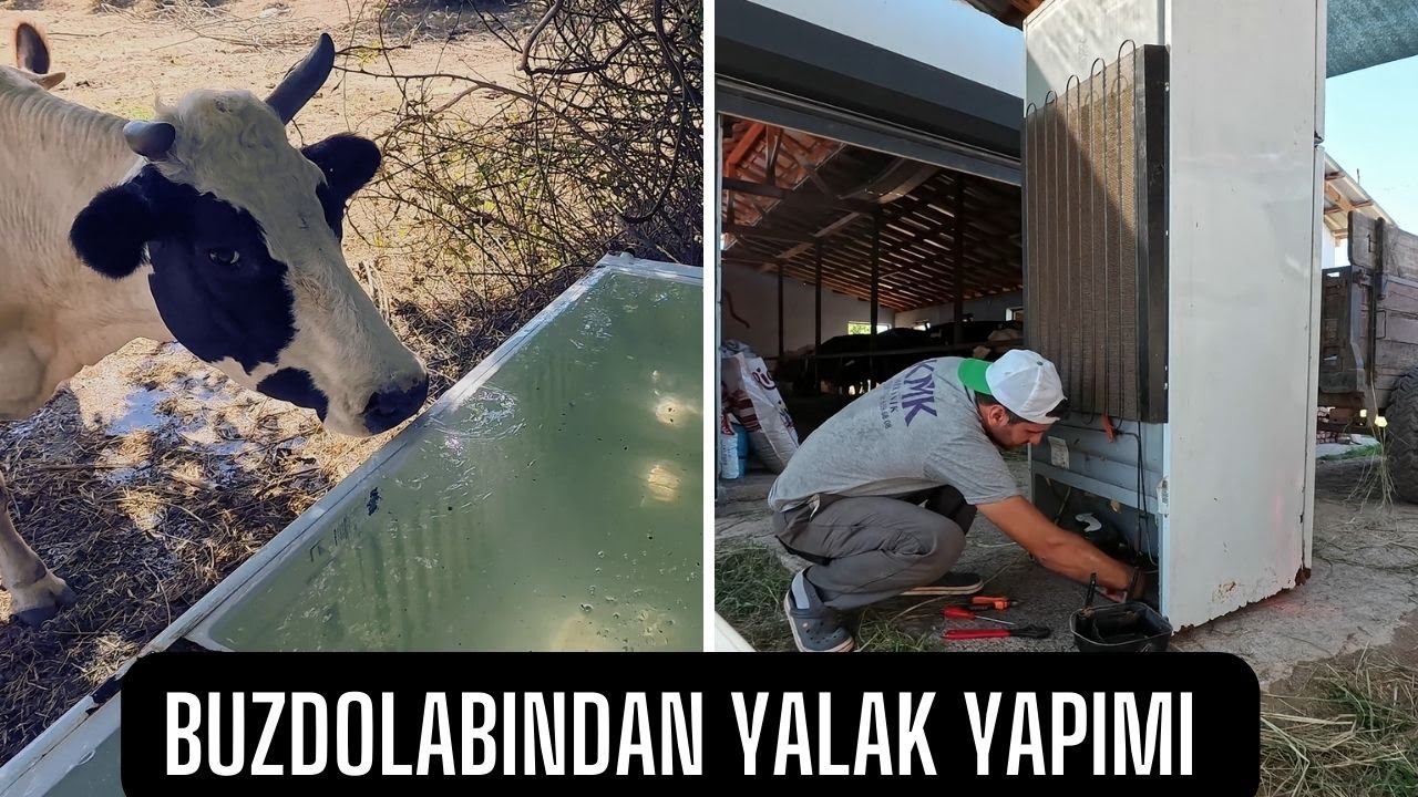 İNEKLERİMİZE BAHÇEDE SU İÇMESİ İÇİN YALAK YAPIYORUZ.. - YouTube