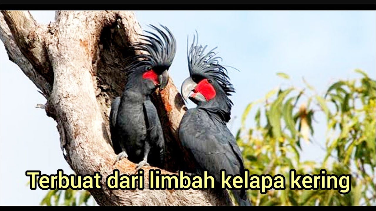 kakak tua raja dari sabut kelapa || memeh viral - YouTube