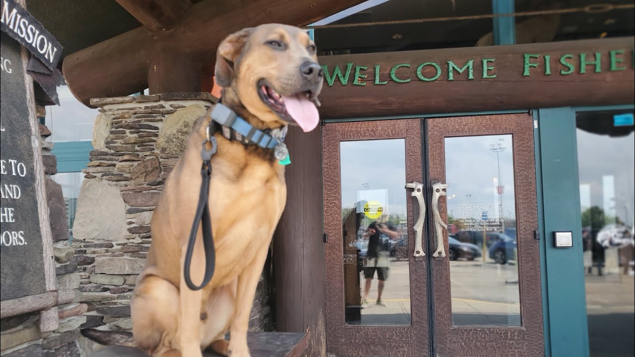 Amazing Transformation | Braxton | Mix Breed | Cincinnati Dog Trainers ...