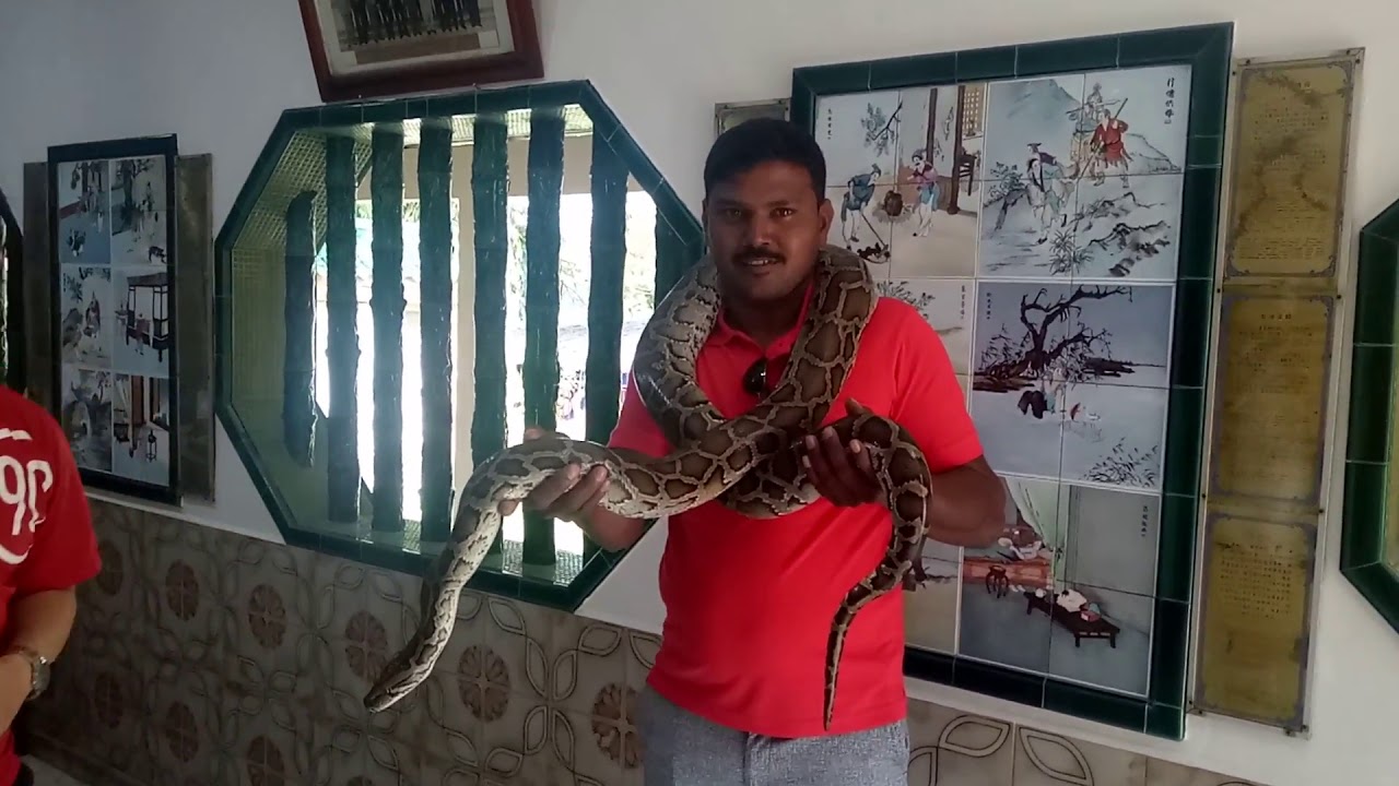 Maleasiya snake Temple//man with a real snake//in tamil - YouTube