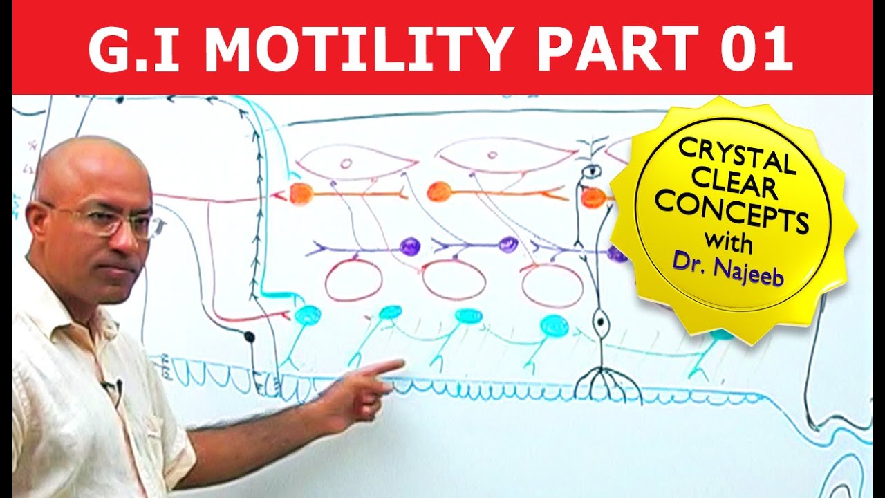 G I Motility | Gastrointestinal | Part 1 - YouTube